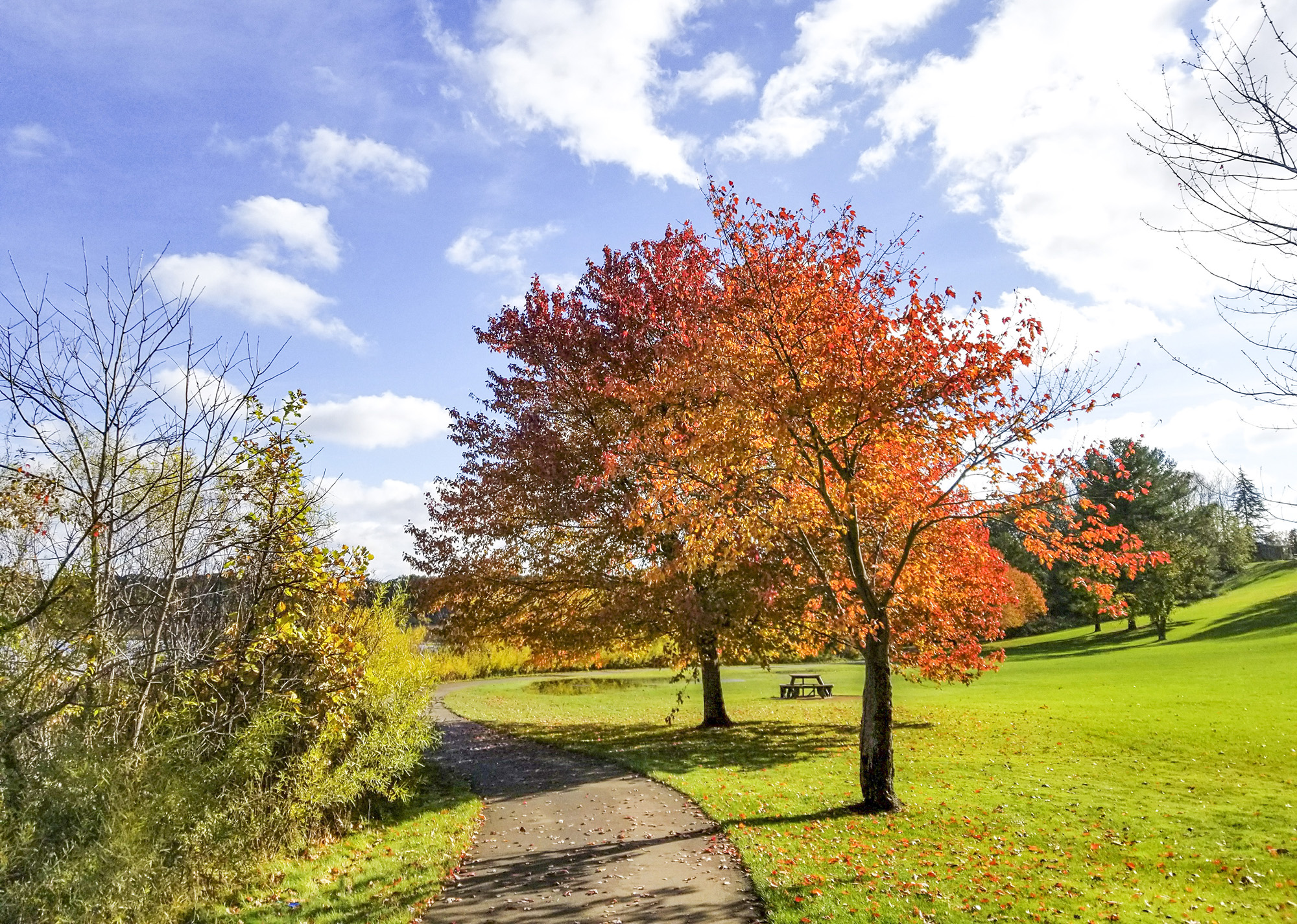 KCC recognized as a “Tree Campus” by the Arbor Day Foundation – KCC Daily