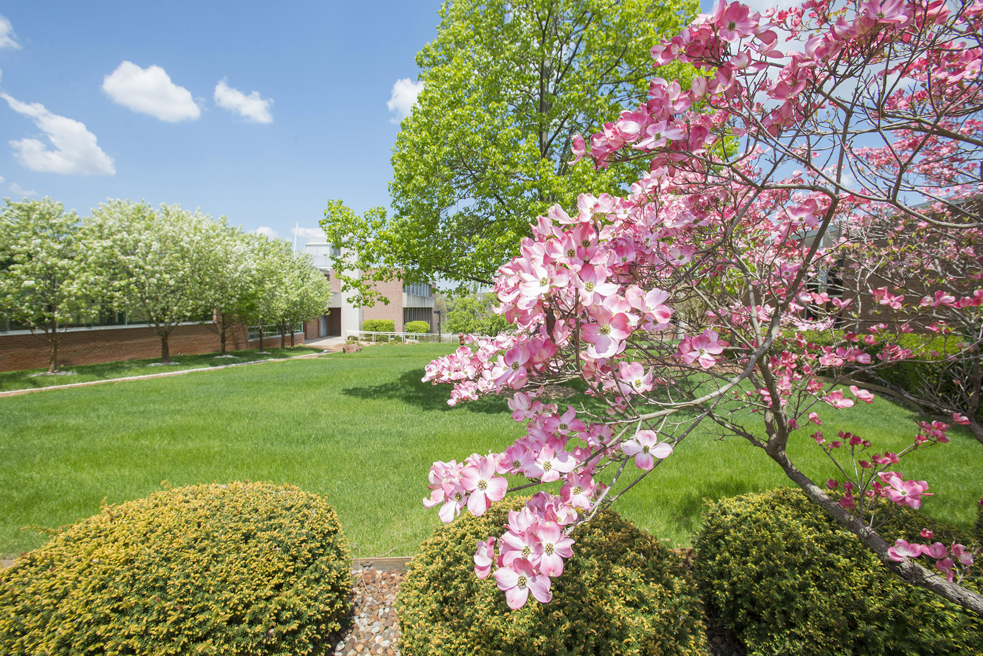 KCC recognized as a “Tree Campus” by the Arbor Day Foundation – KCC Daily